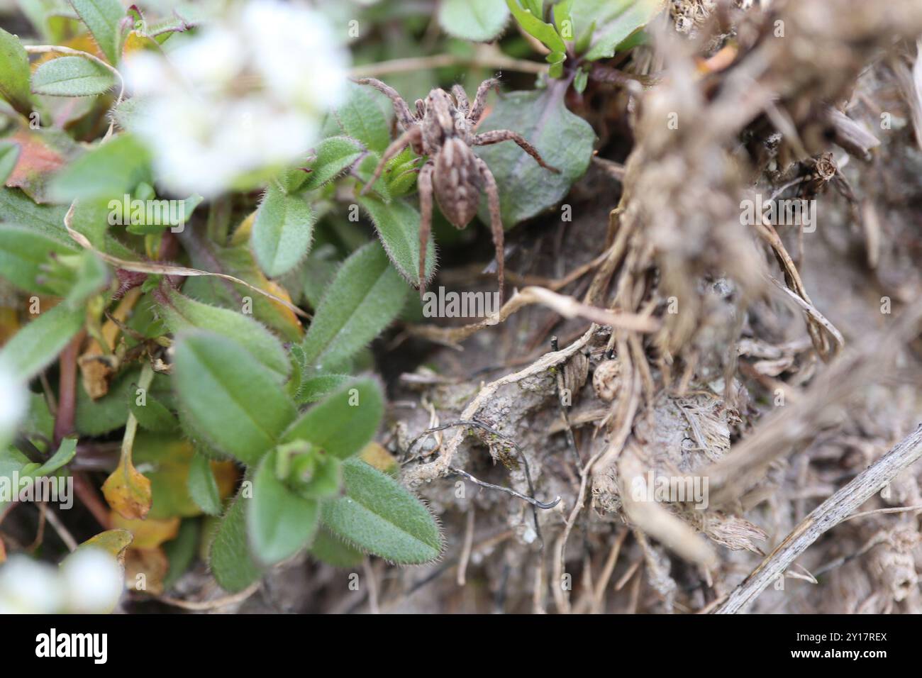 Fox Spiders (Alopecosa) Arachnida Stock Photo - Alamy