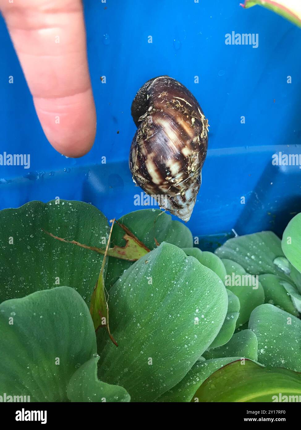 African Giant Snail (Lissachatina fulica) Mollusca Stock Photo - Alamy