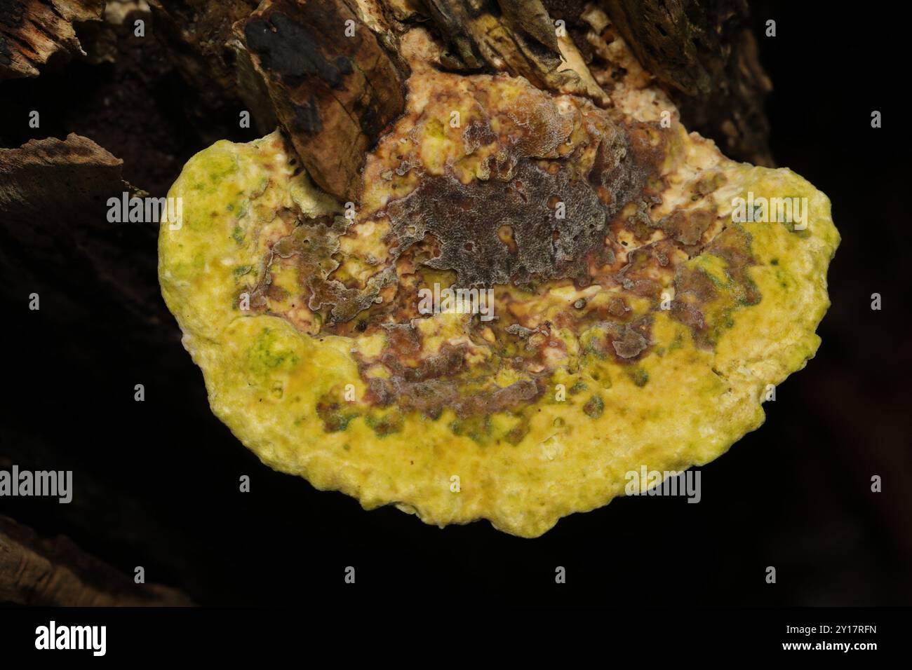 Oak mazegill (Fomitopsis quercina) Fungi Stock Photo - Alamy