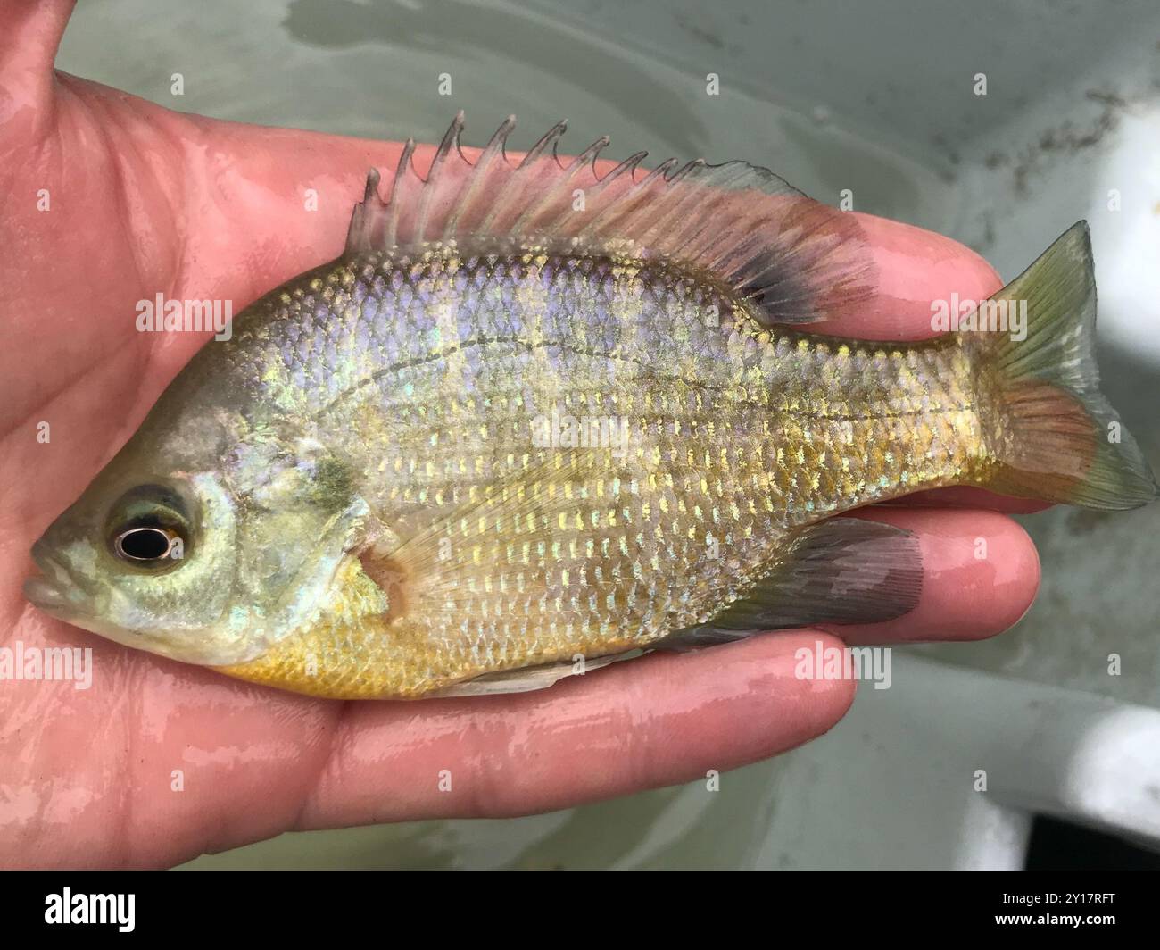 Bluegill (Lepomis macrochirus) Actinopterygii Stock Photo - Alamy