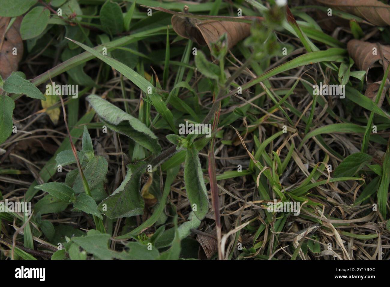 elephant's foot (Elephantopus mollis) Plantae Stock Photo - Alamy