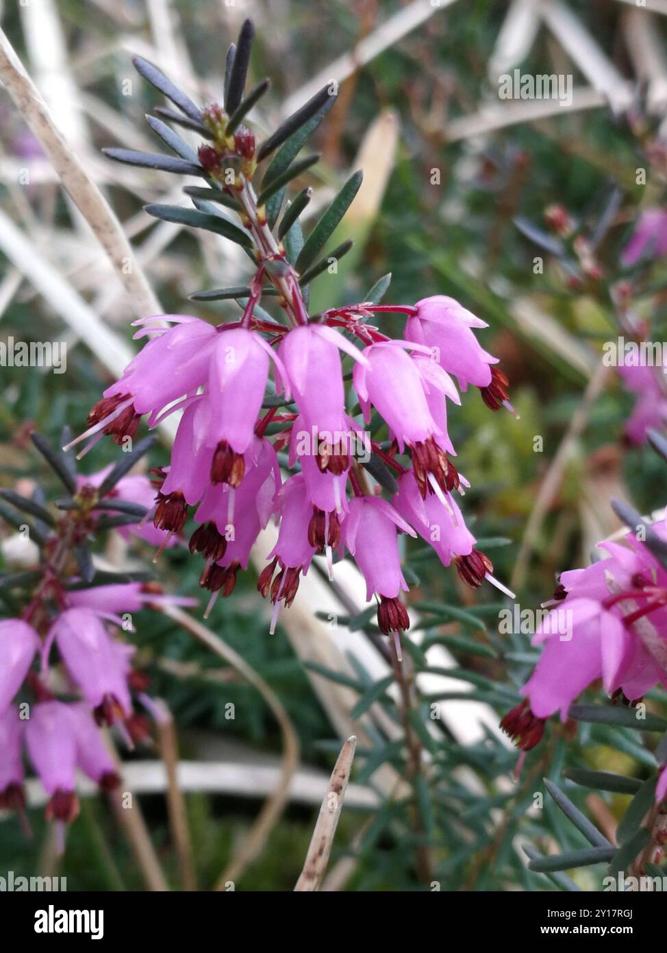 Spring Heath (Erica carnea) Plantae Stock Photo - Alamy