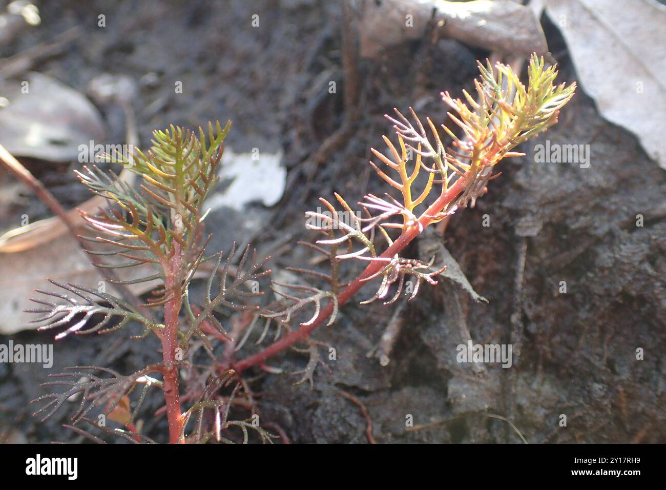 combleaf mermaidweed (Proserpinaca pectinata) Plantae Stock Photo - Alamy