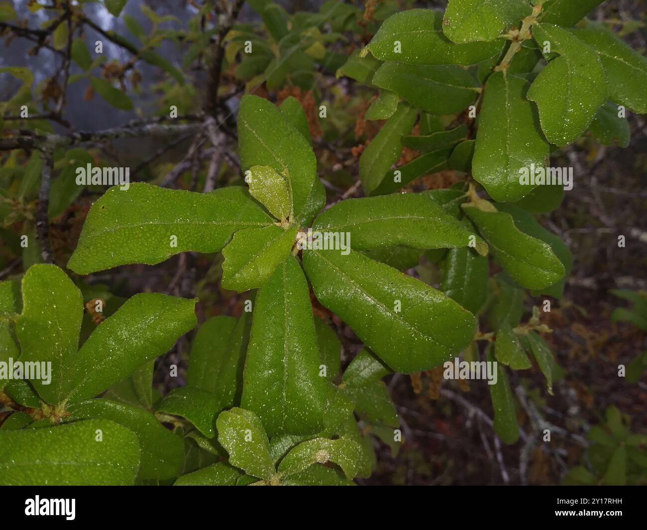 Chapman's Oak (Quercus chapmanii) Plantae Stock Photo - Alamy