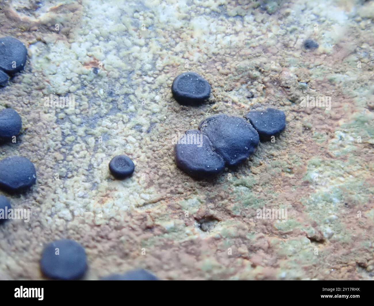 Orange Boulder Lichen (Porpidia flavicunda) Fungi Stock Photo - Alamy