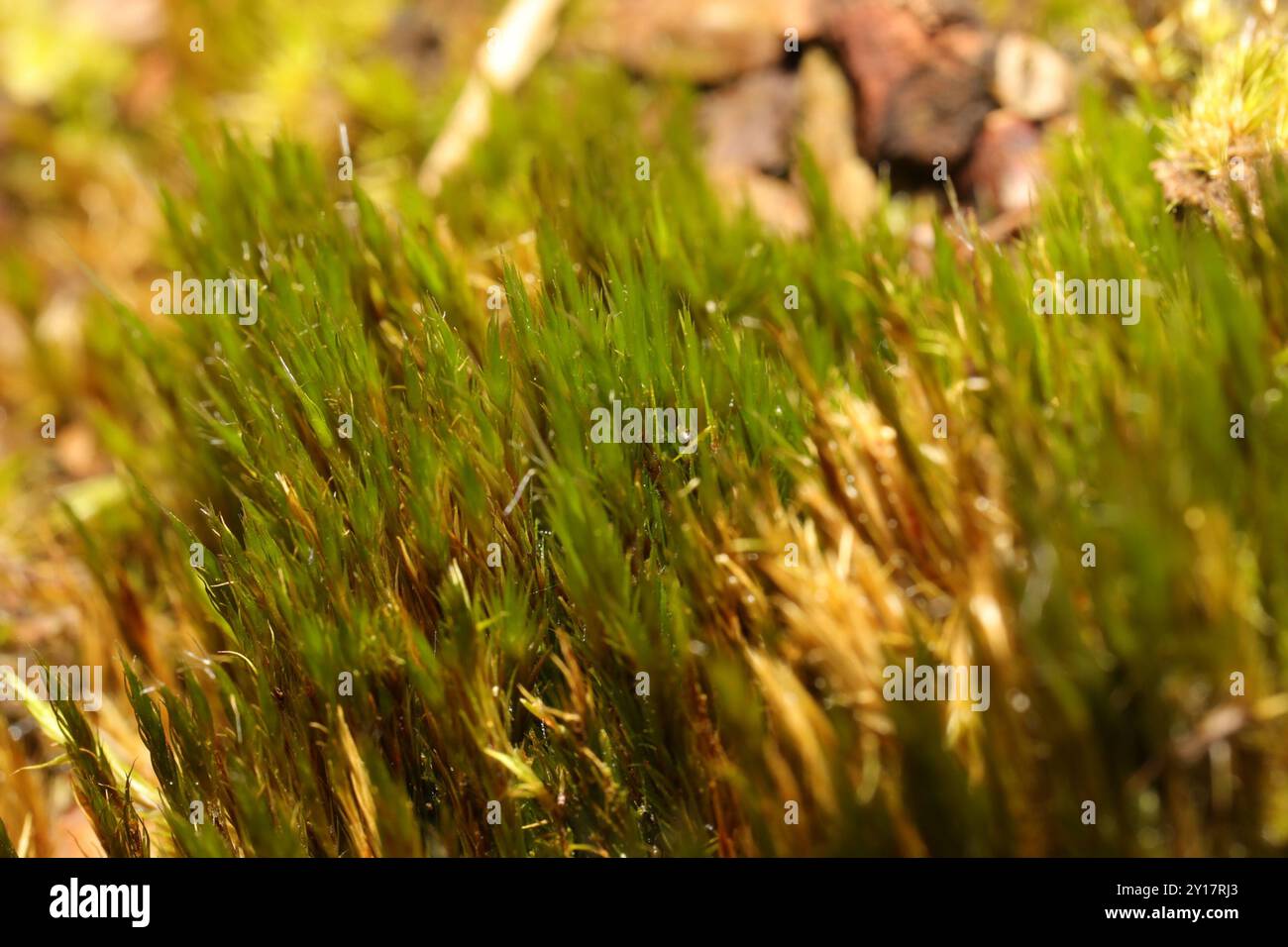Heath Star-moss (Campylopus introflexus) Plantae Stock Photo - Alamy