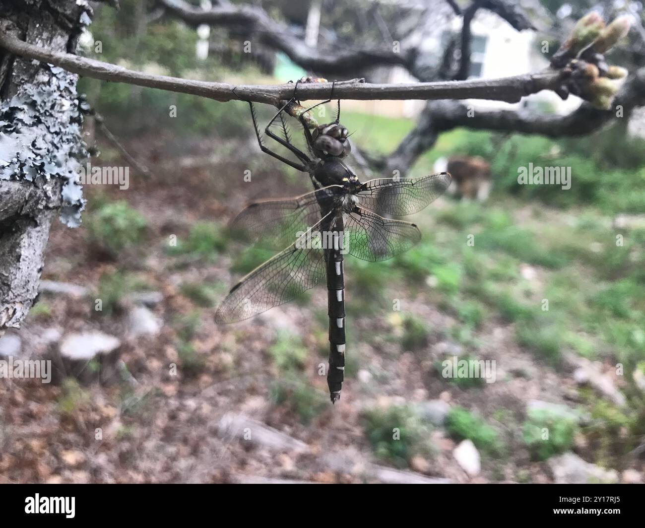 Stream Cruiser (Didymops transversa) Insecta Stock Photo - Alamy