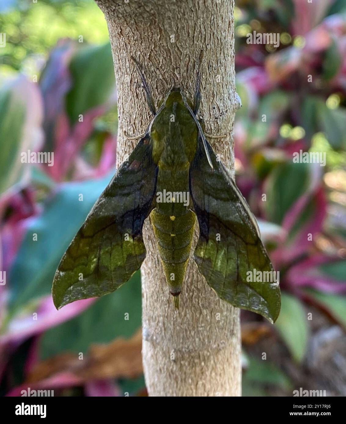 Pluto sphinx xylophanes pluto hi-res stock photography and images - Alamy