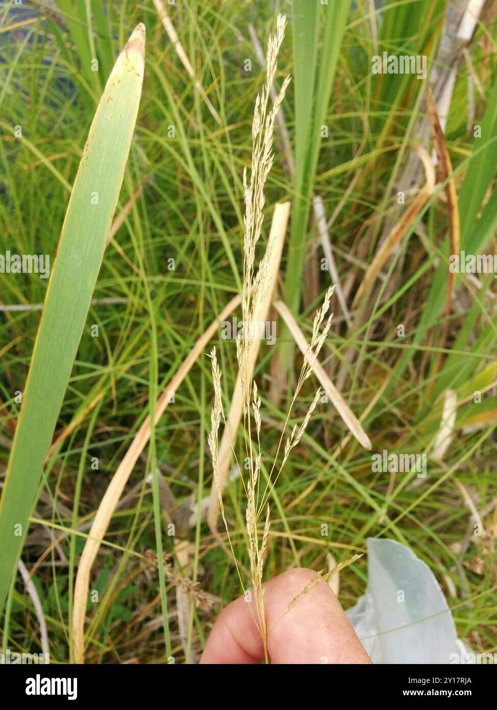 grasses (Poaceae) Plantae Stock Photo - Alamy