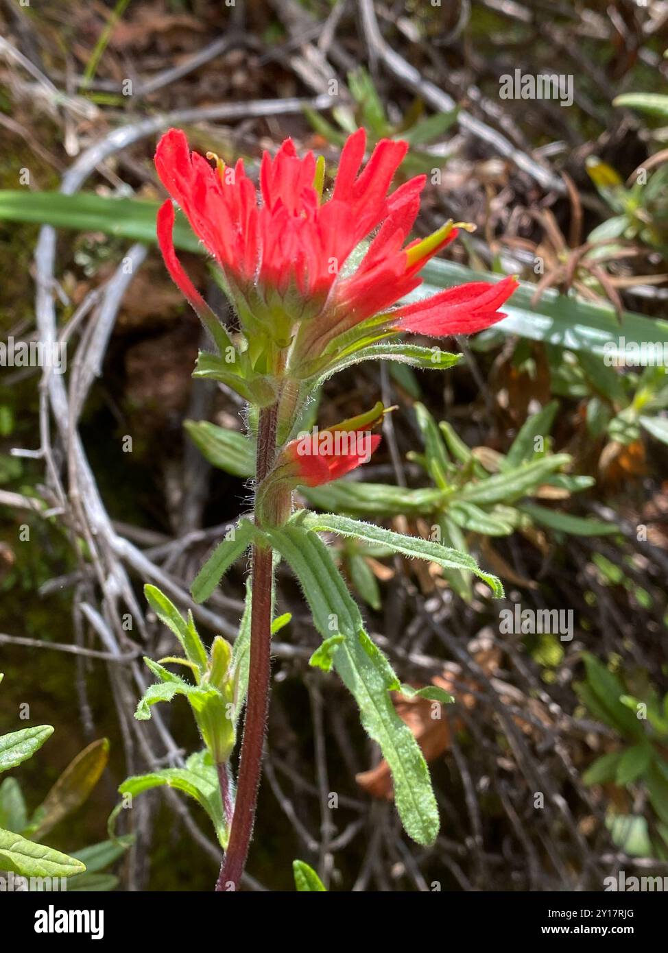 Coast Paintbrush (Castilleja affinis affinis) Plantae Stock Photo - Alamy