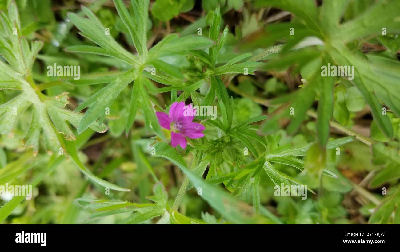 Cut-leaved crane's-bill (Geranium dissectum) Plantae Stock Photo - Alamy