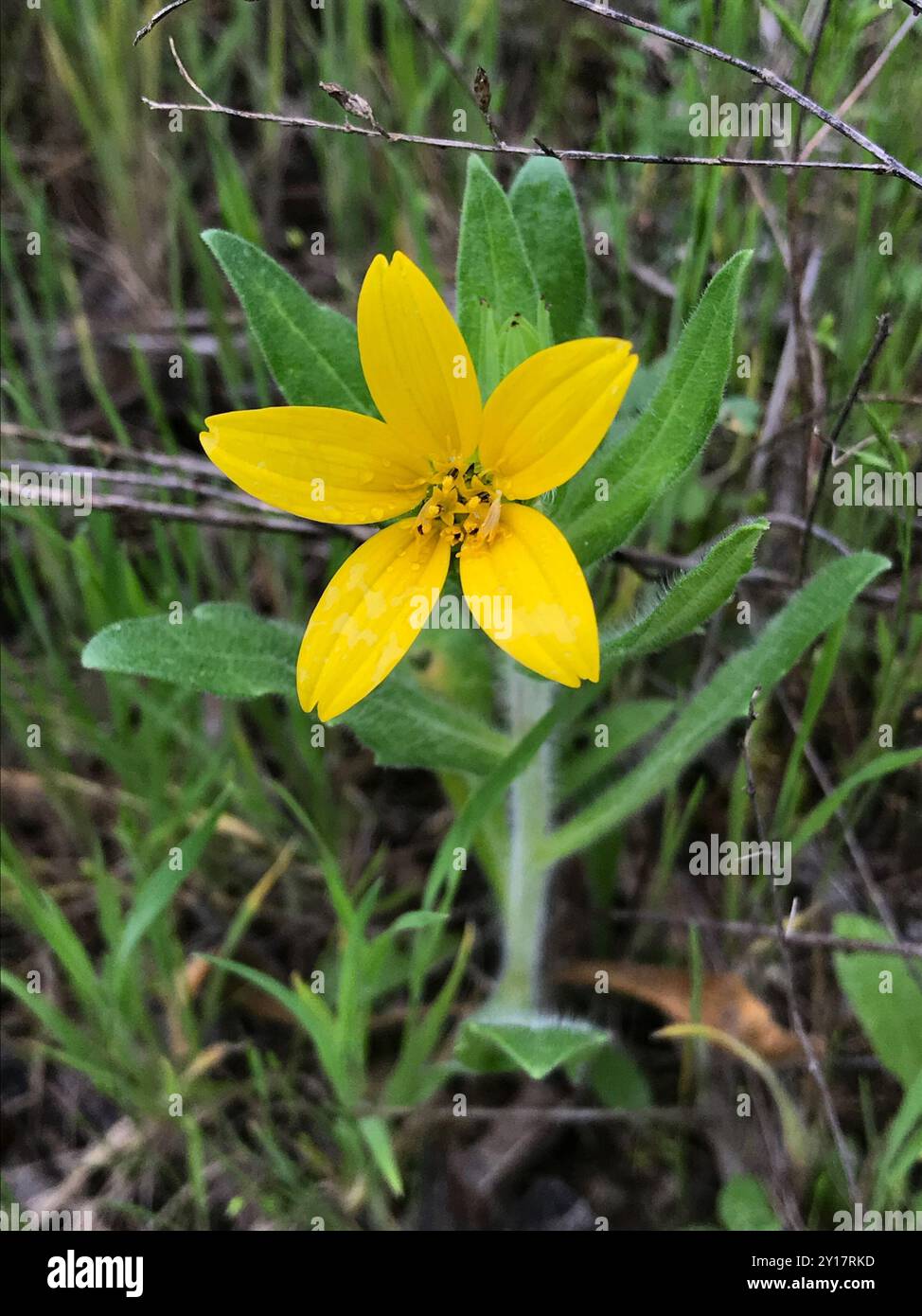 Texas yellow star (Lindheimera texana) Plantae Stock Photo - Alamy