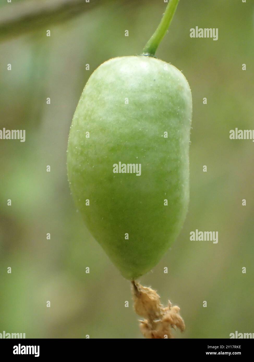creeping cucumber (Melothria pendula) Plantae Stock Photo - Alamy