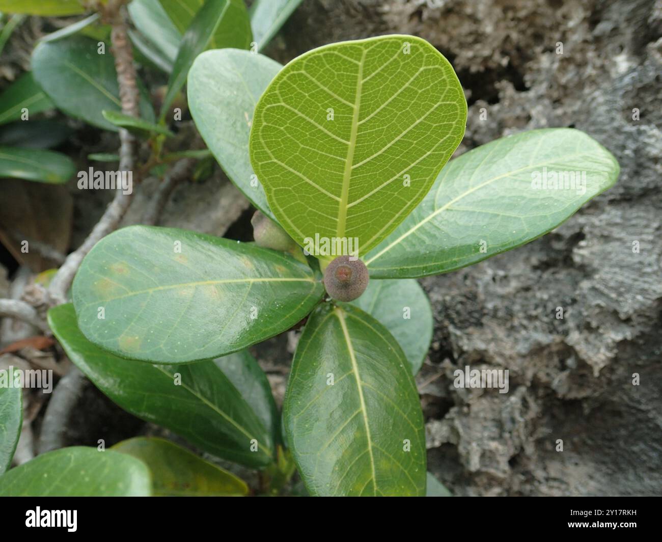 (Ficus pedunculosa mearnsii) Plantae Stock Photo - Alamy
