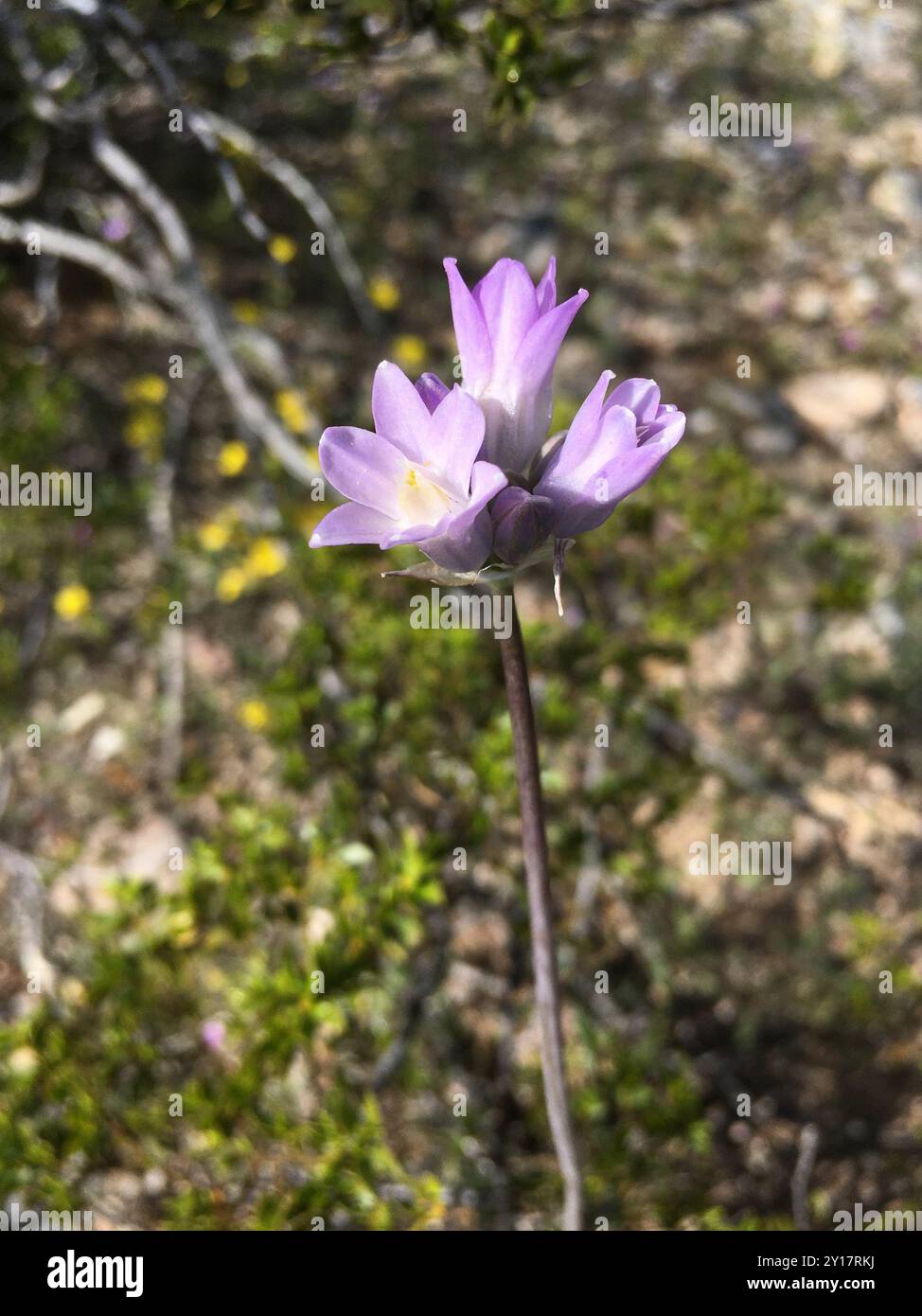 few-flowered bluedicks (Dipterostemon capitatus pauciflorus) Plantae ...