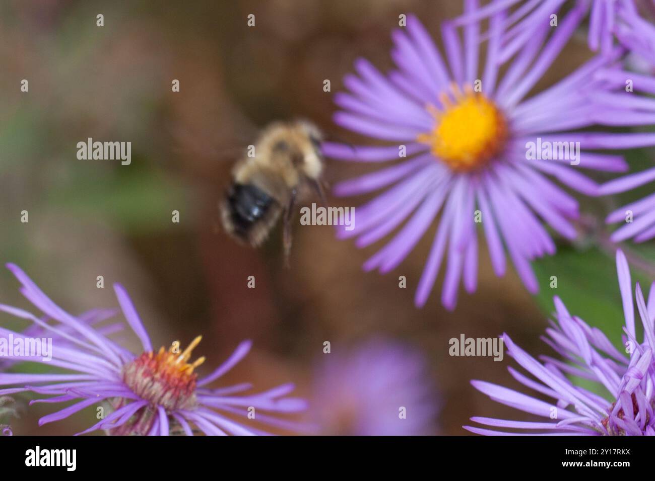 Half-black Bumble Bee (Bombus vagans) Insecta Stock Photo - Alamy