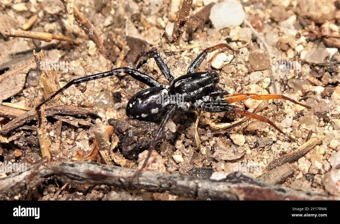 Spotted Ground Swift Spider (Nyssus coloripes) Arachnida Stock Photo ...