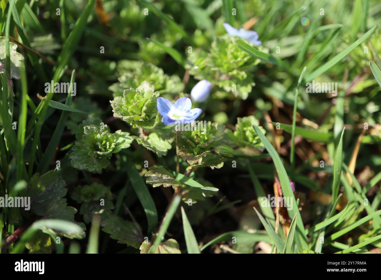 bird's-eye speedwell (Veronica persica) Plantae Stock Photo - Alamy