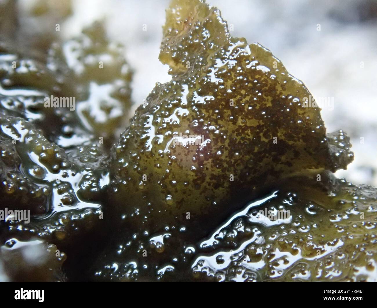 Tree Jelly (Collema subflaccidum) Fungi Stock Photo - Alamy