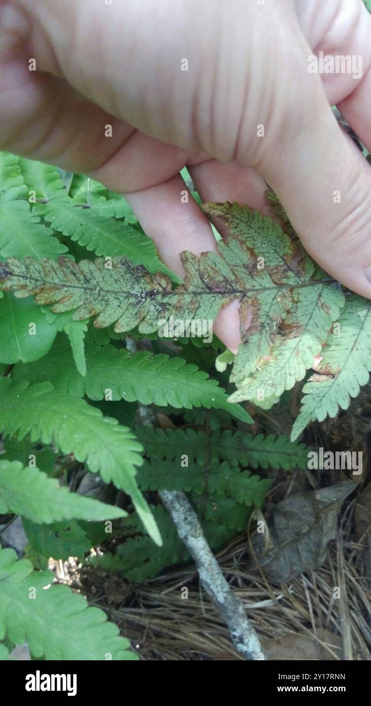 Christella dentata hi-res stock photography and images - Alamy
