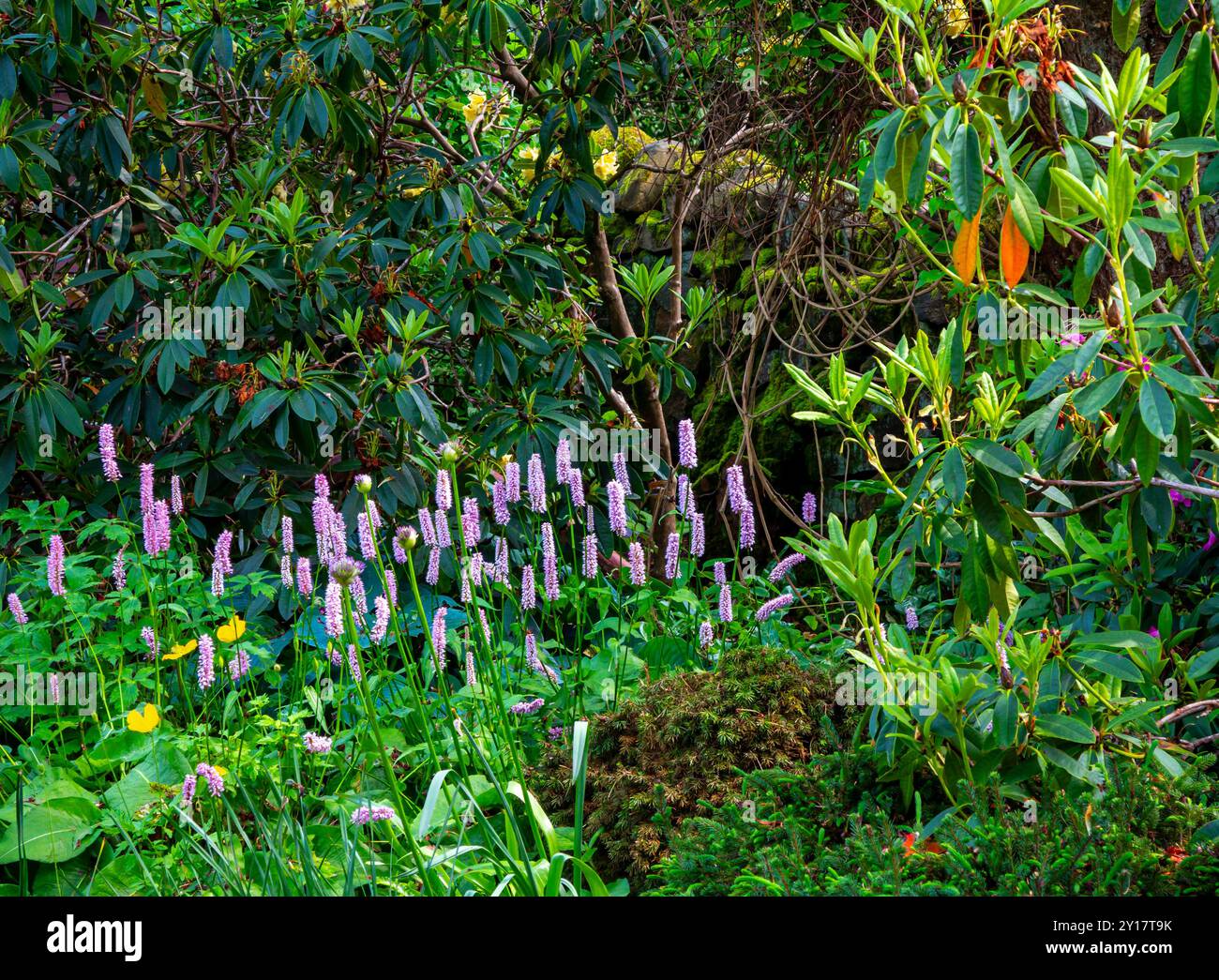 Flowers in spring at Lea Gardens a popular tourist attraction near ...