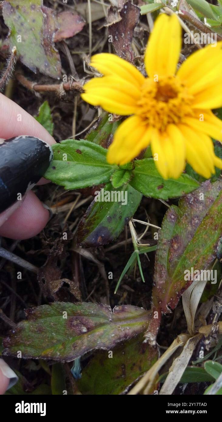 trailing daisy (Sphagneticola trilobata) Plantae Stock Photo - Alamy