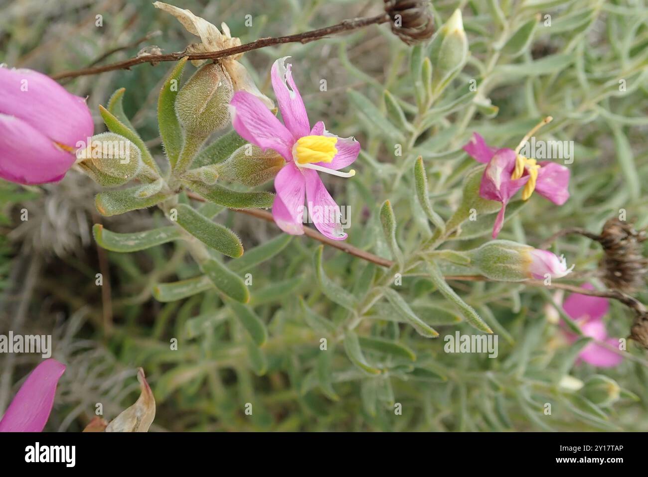 Sea Rose (Orphium frutescens) Plantae Stock Photo - Alamy