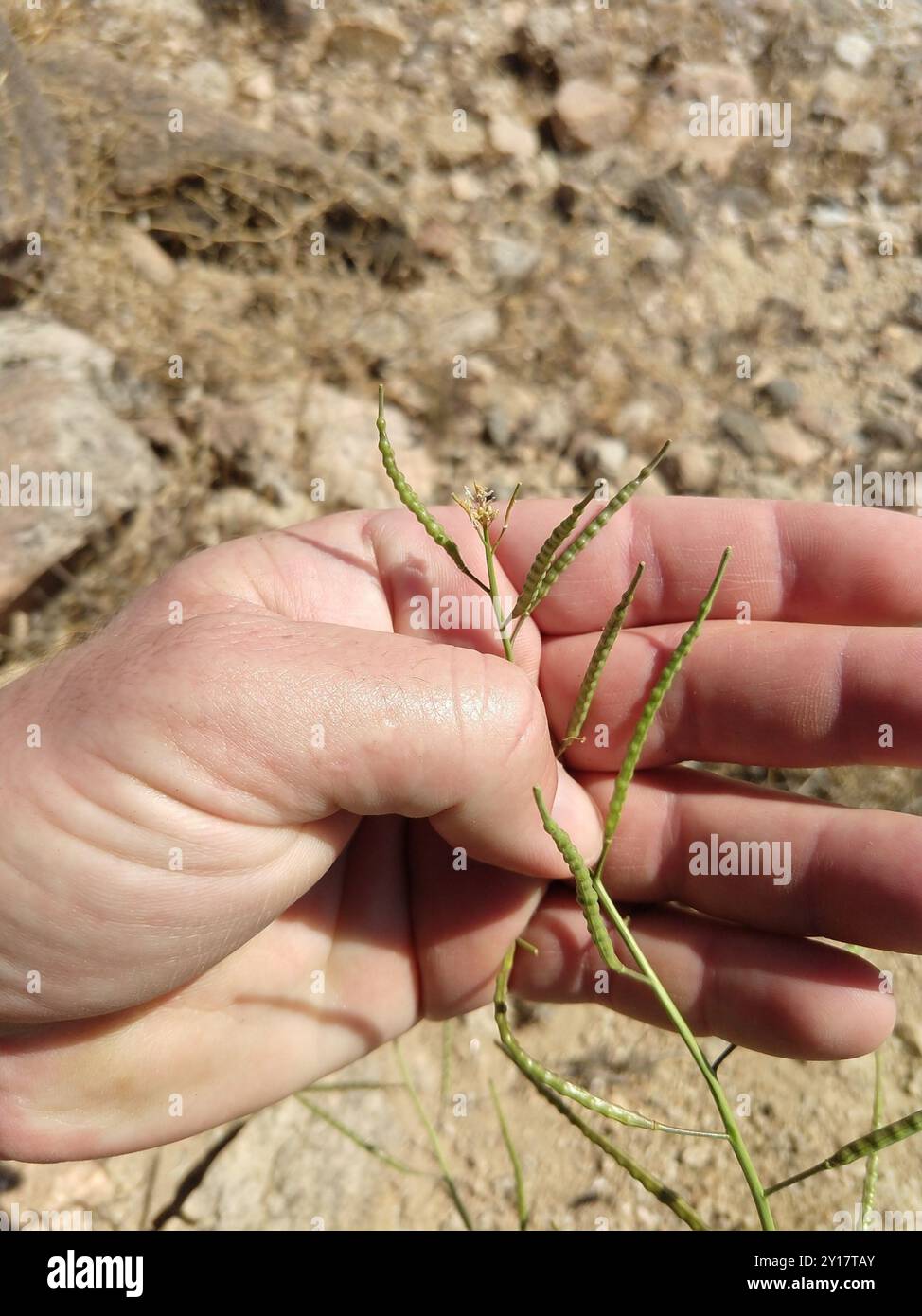 Saharan Mustard (Brassica tournefortii) Plantae Stock Photo - Alamy