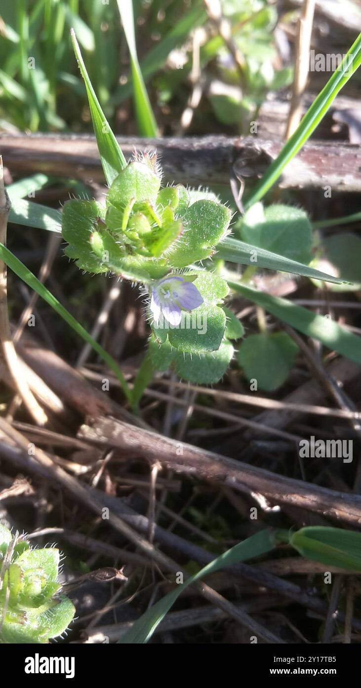 Ivy-leaved Speedwell (Veronica hederifolia) Plantae Stock Photo - Alamy