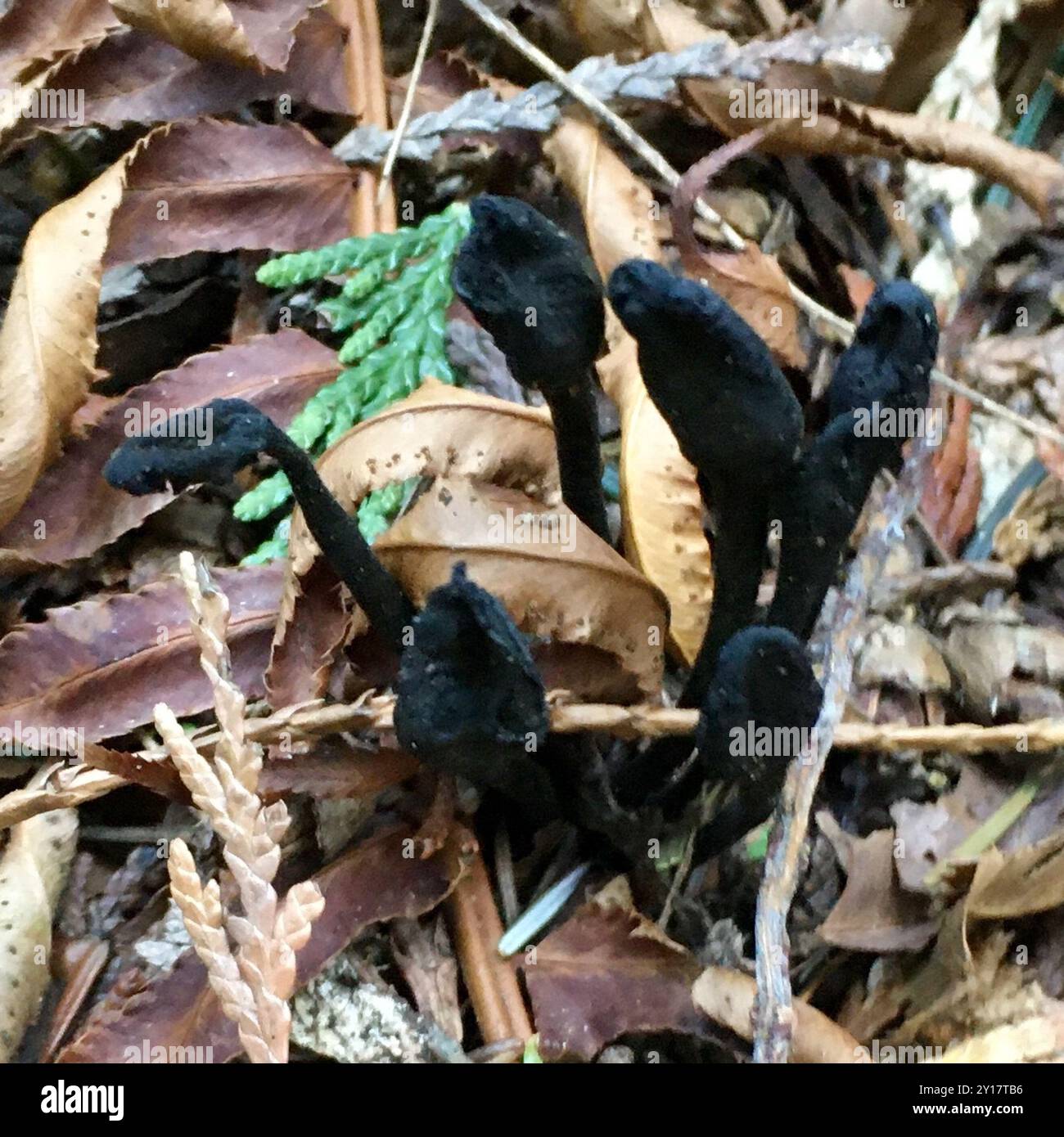 Earth Tongues (Geoglossum) Fungi Stock Photo - Alamy
