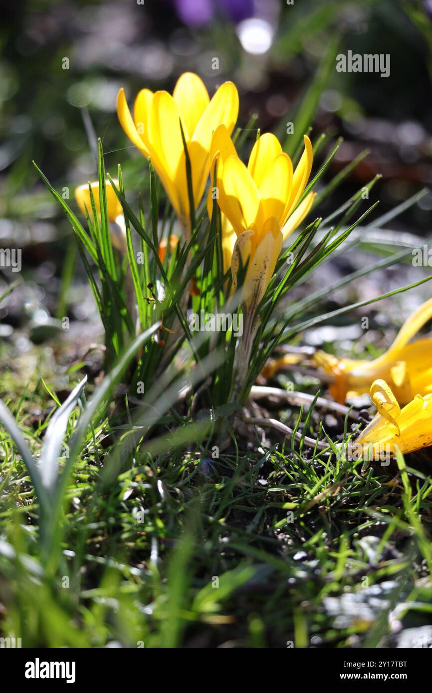 Dutch Yellow Crocus (Crocus × stellaris) Plantae Stock Photo - Alamy