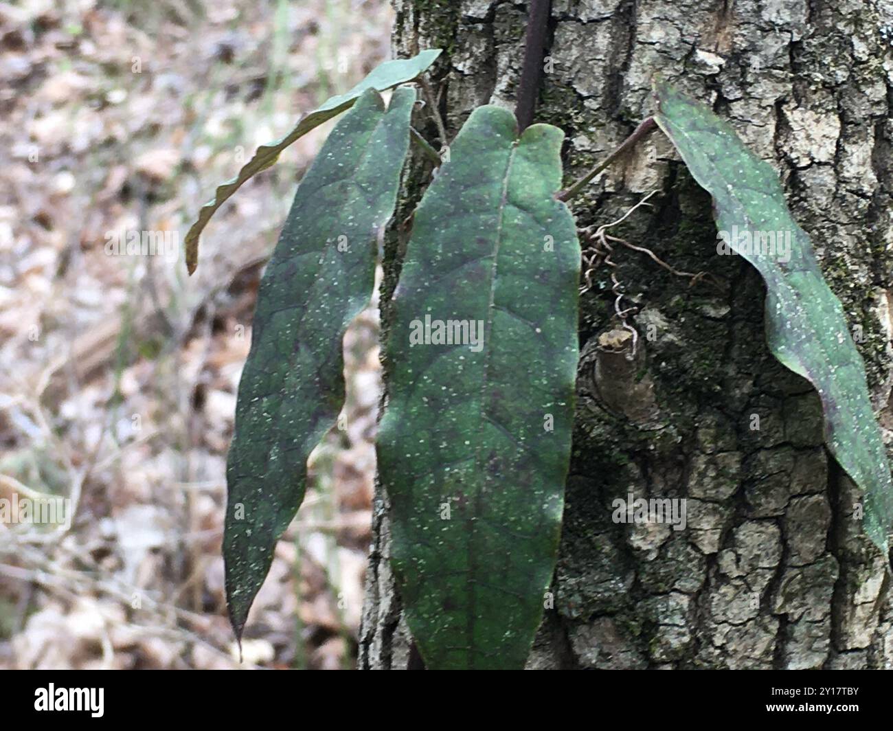 cross vine (Bignonia capreolata) Plantae Stock Photo - Alamy