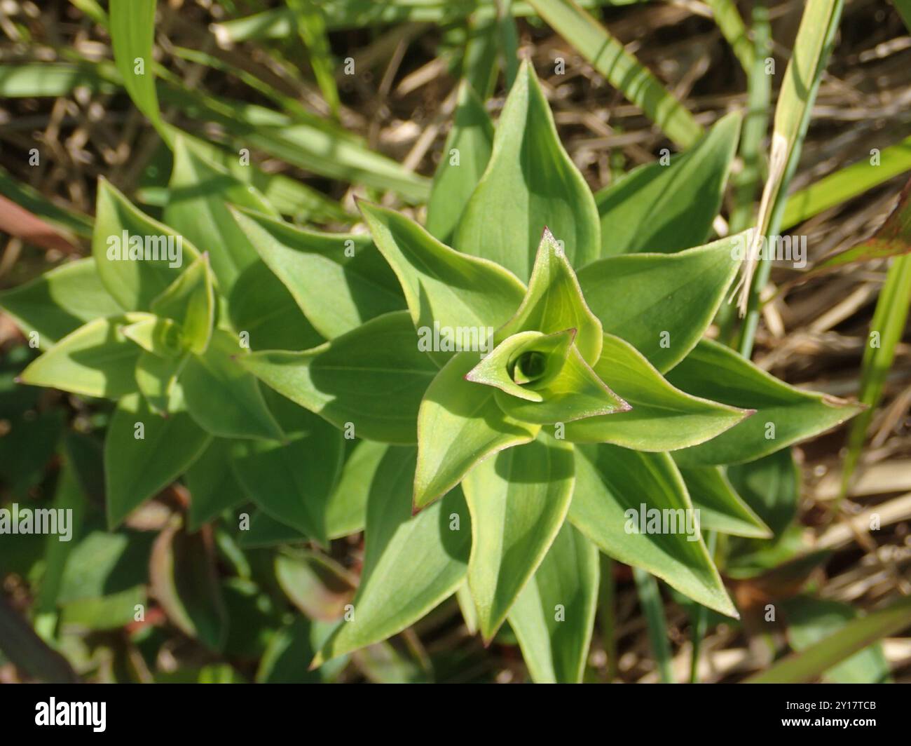 Chinese lily (Lilium brownii) Plantae Stock Photo - Alamy