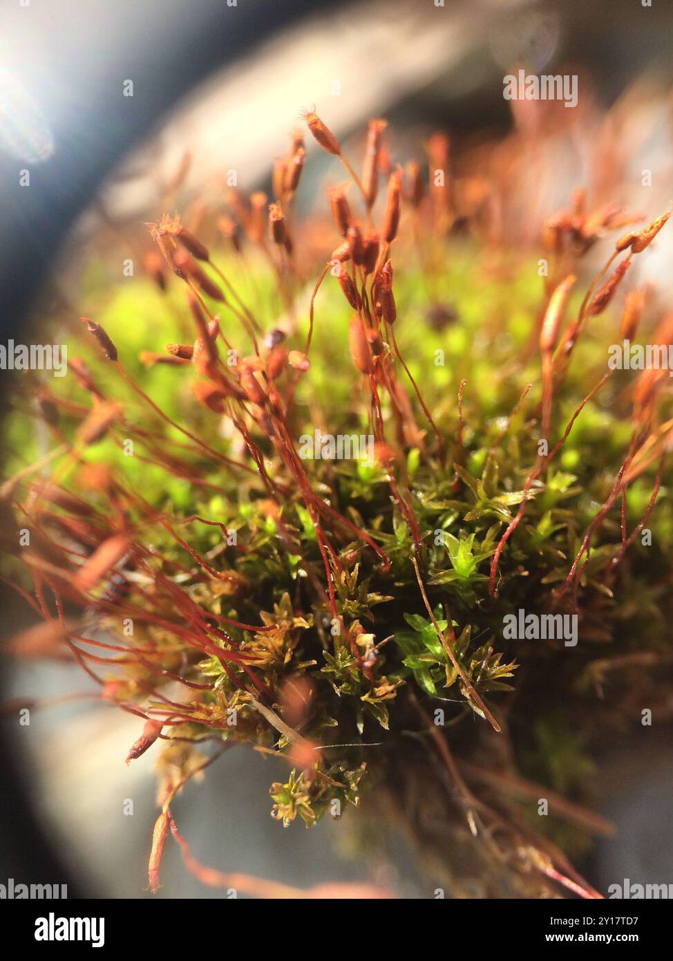 Bird's-Claw Beard-Moss (Barbula unguiculata) Plantae Stock Photo - Alamy