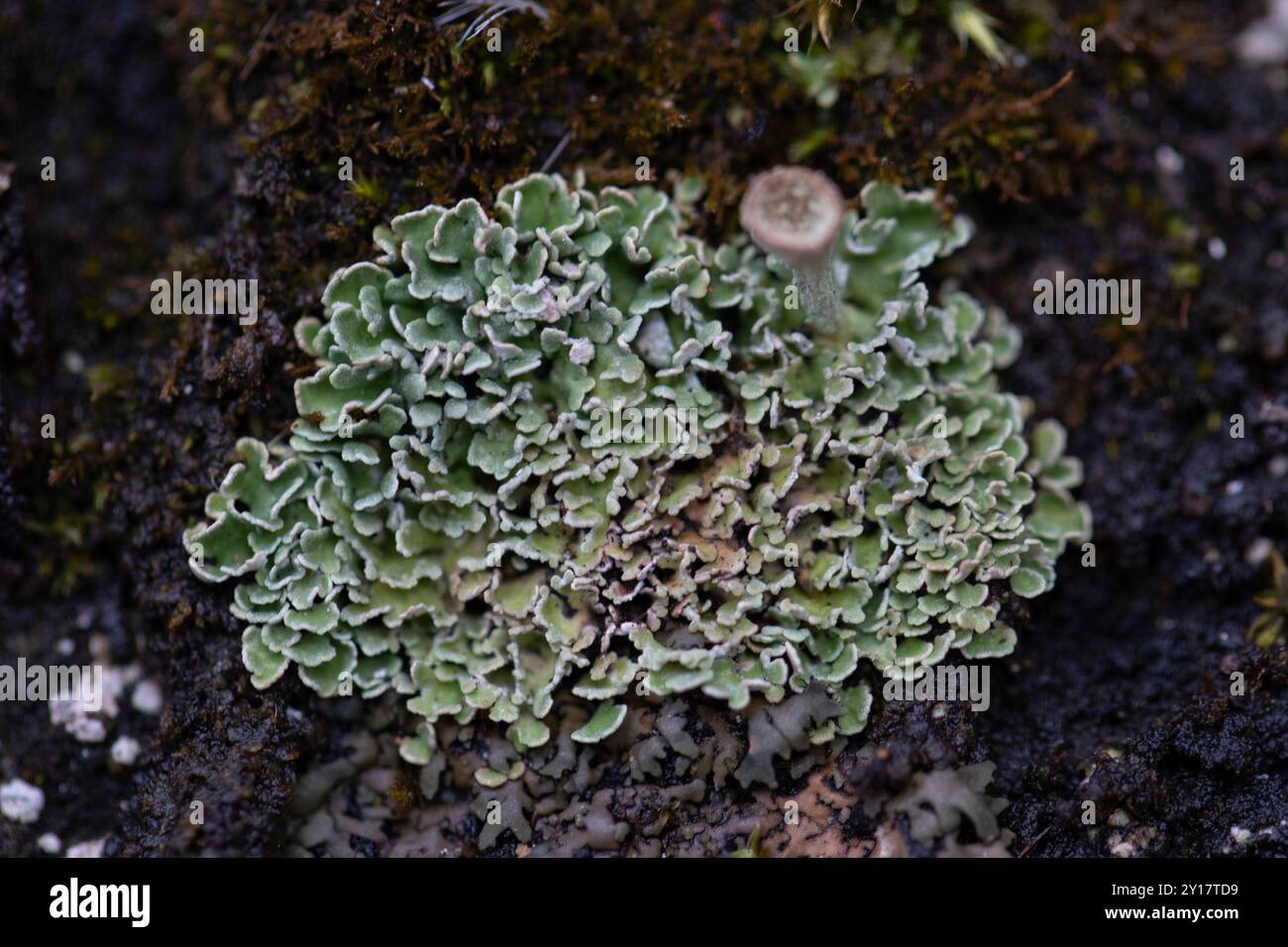 pixie cup and reindeer lichens (Cladonia) Fungi Stock Photo - Alamy