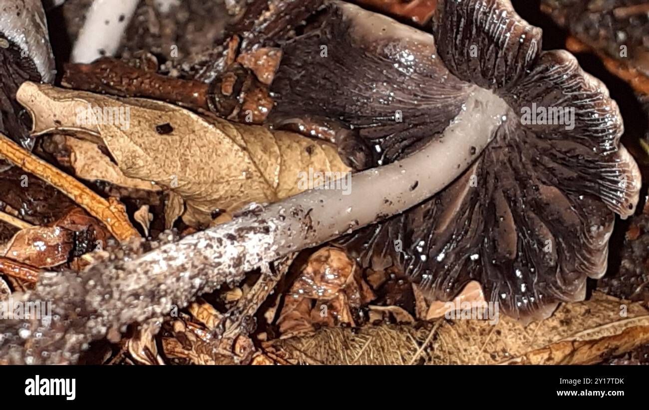 Common Ink Cap (Coprinopsis atramentaria) Fungi Stock Photo - Alamy