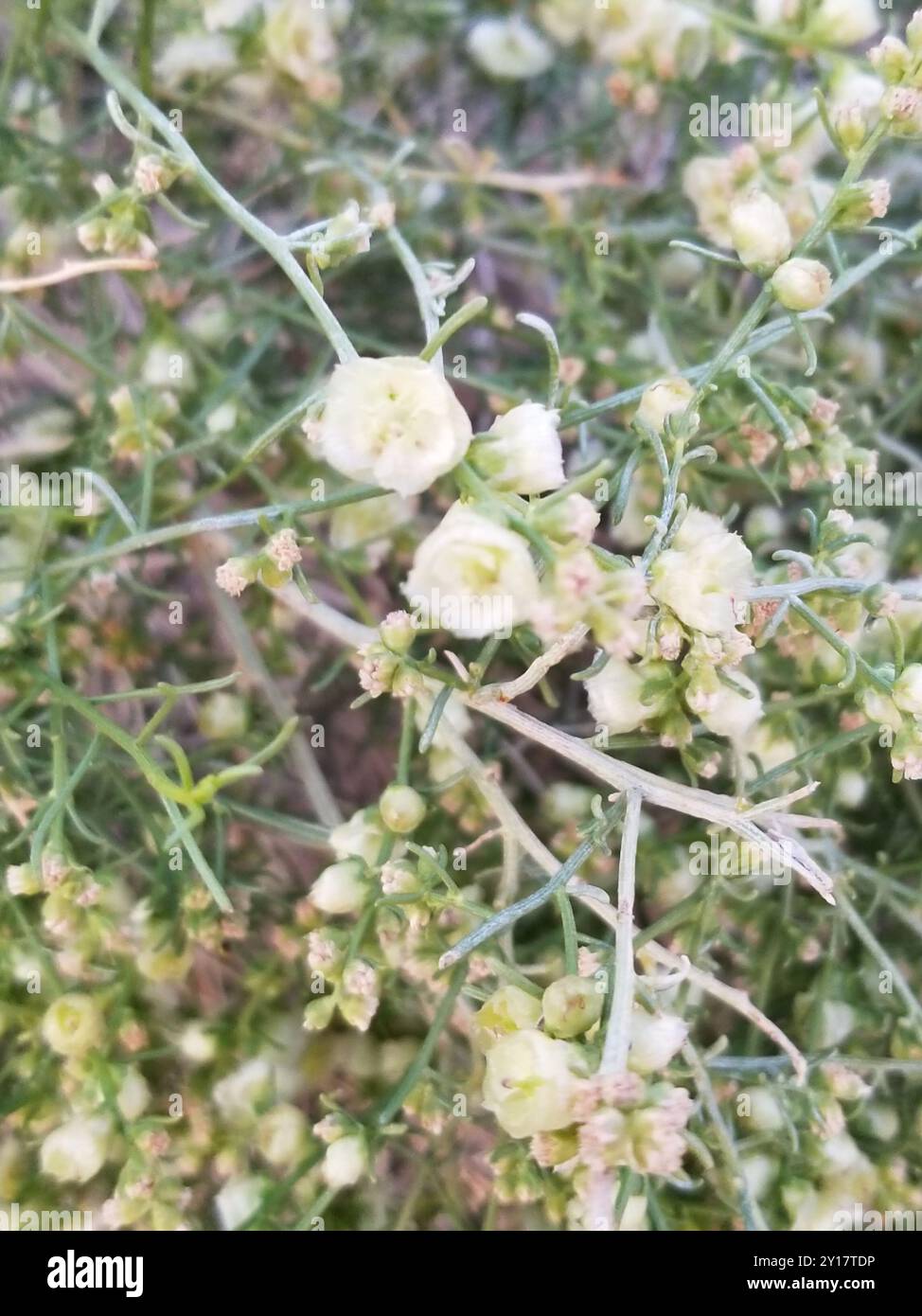 Cheesebush (Ambrosia salsola) Plantae Stock Photo - Alamy