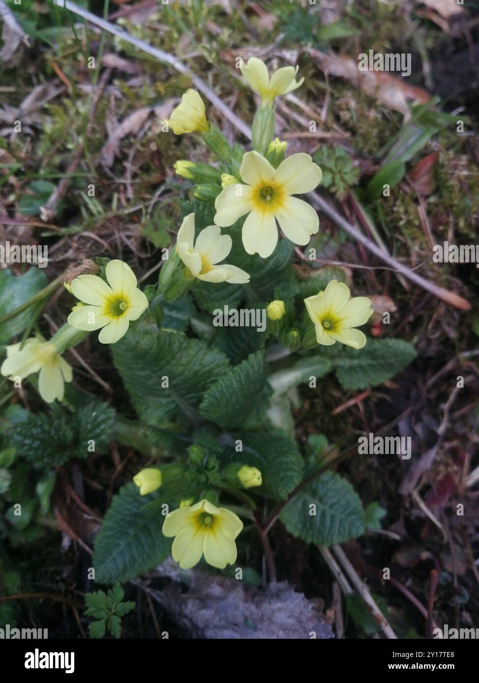 Polyanthus (Primula × polyantha) Plantae Stock Photo - Alamy