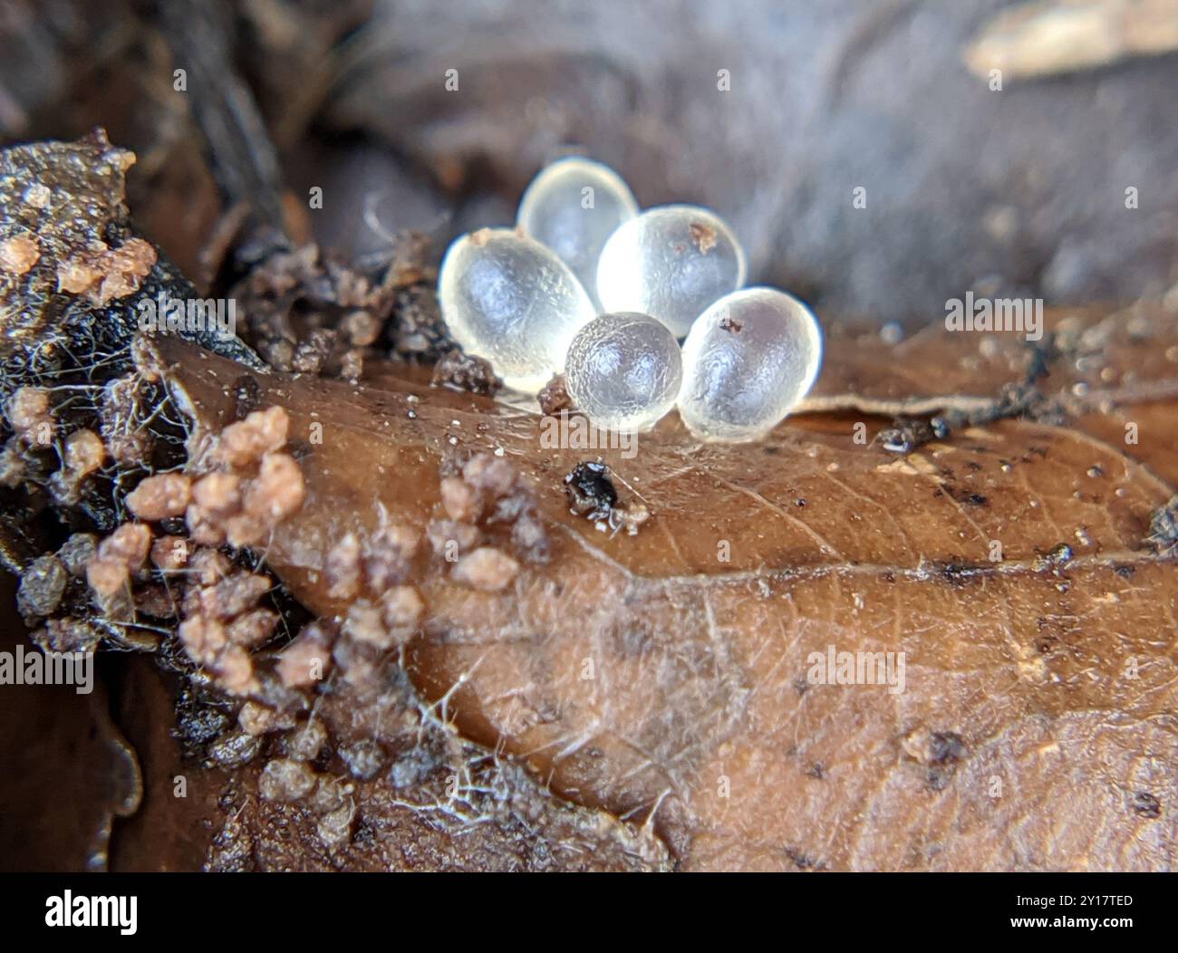 Common Land Snails and Slugs (Stylommatophora) Mollusca Stock Photo - Alamy