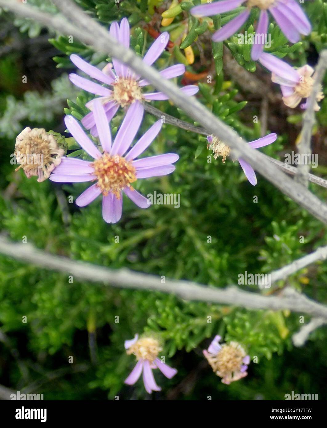 Common Fine Felicia (Felicia filifolia filifolia) Plantae Stock Photo ...