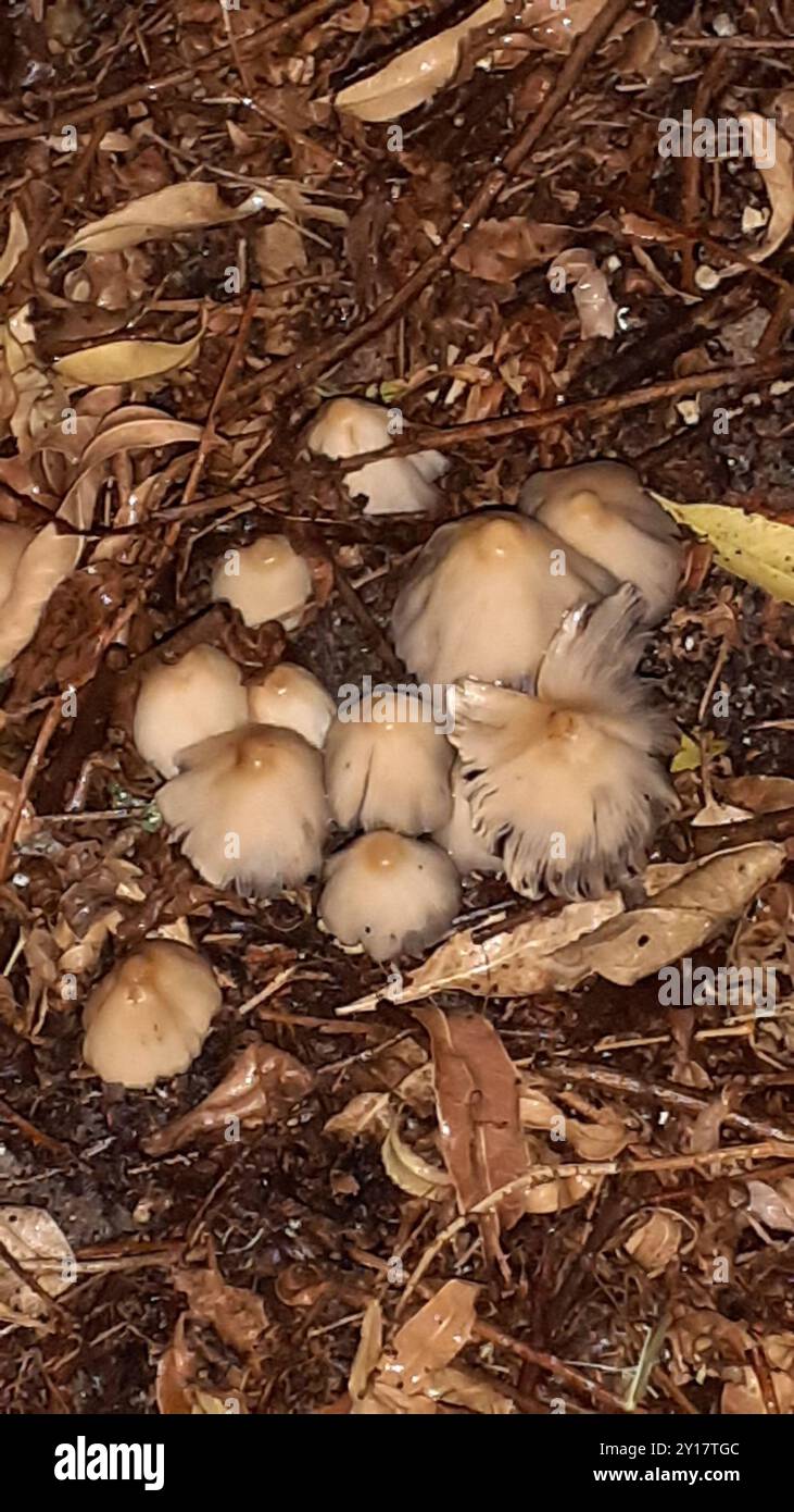 Common Ink Cap (Coprinopsis atramentaria) Fungi Stock Photo - Alamy