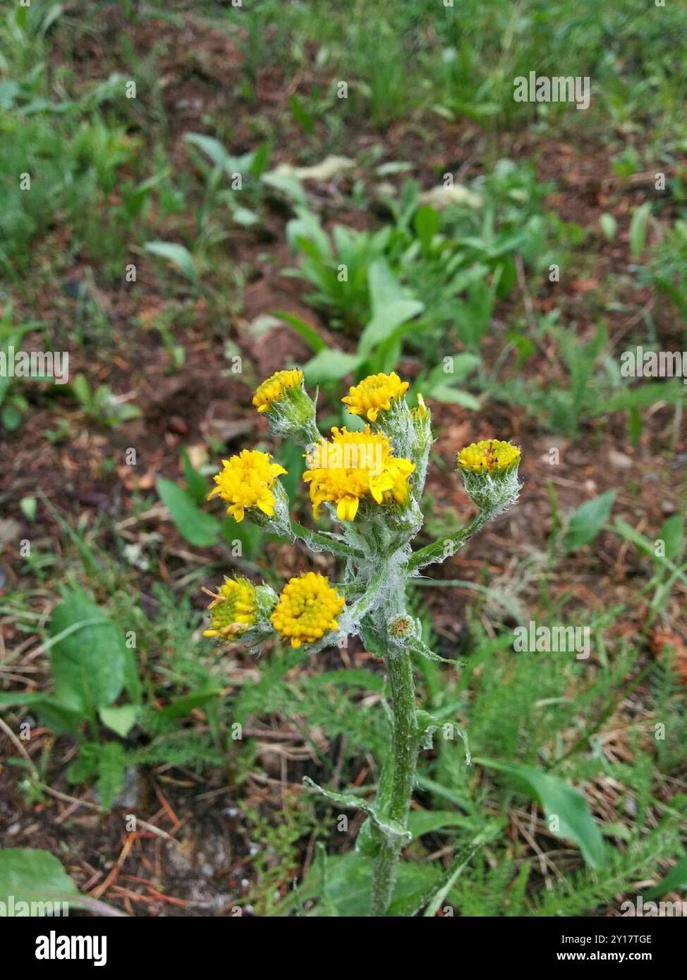 Tall western groundsel (Senecio integerrimus) Plantae Stock Photo - Alamy