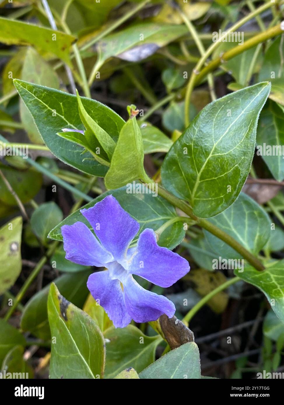 greater periwinkle (Vinca major) Plantae Stock Photo - Alamy