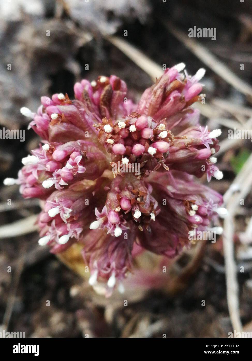 Common Butterbur (Petasites hybridus) Plantae Stock Photo - Alamy