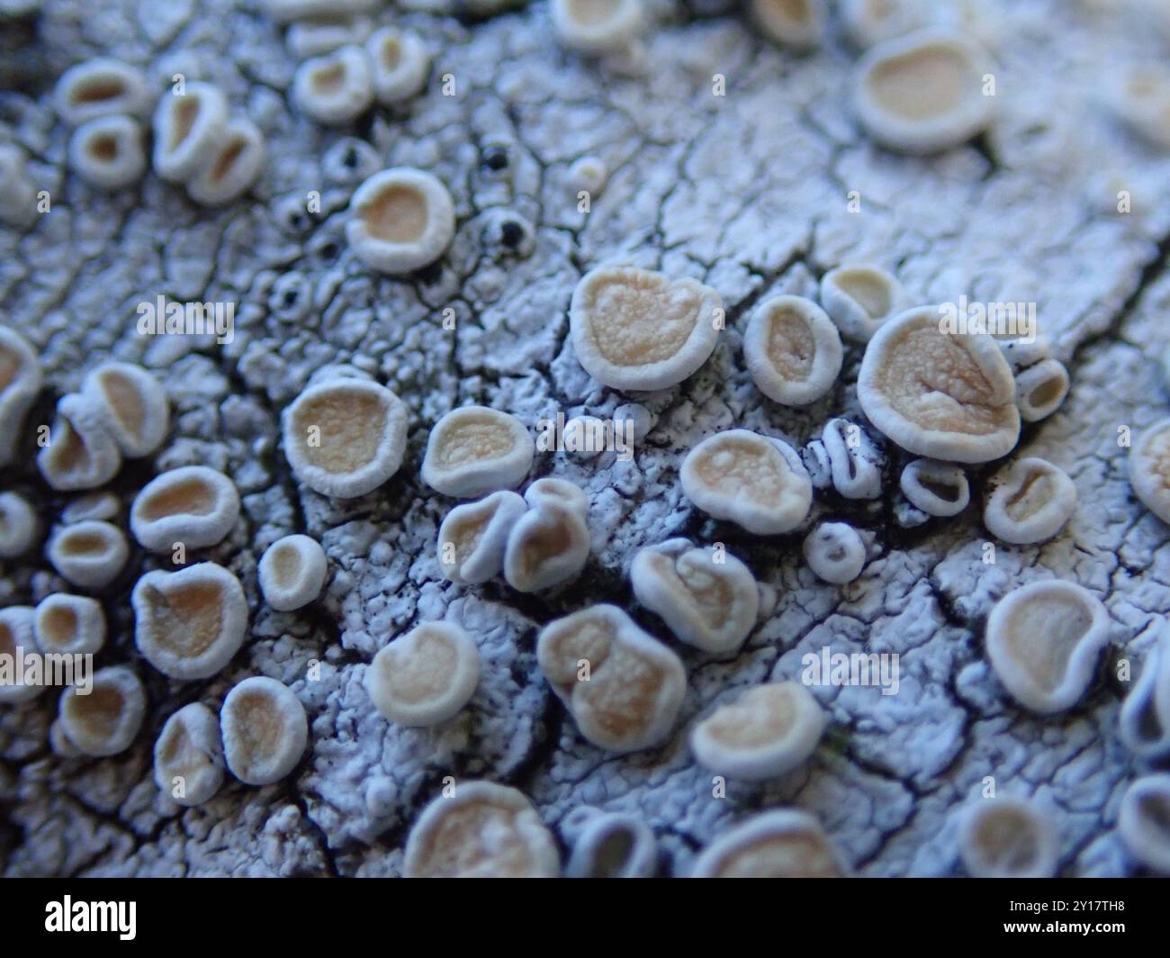 Smooth Saucer Lichen (Ochrolechia laevigata) Fungi Stock Photo - Alamy