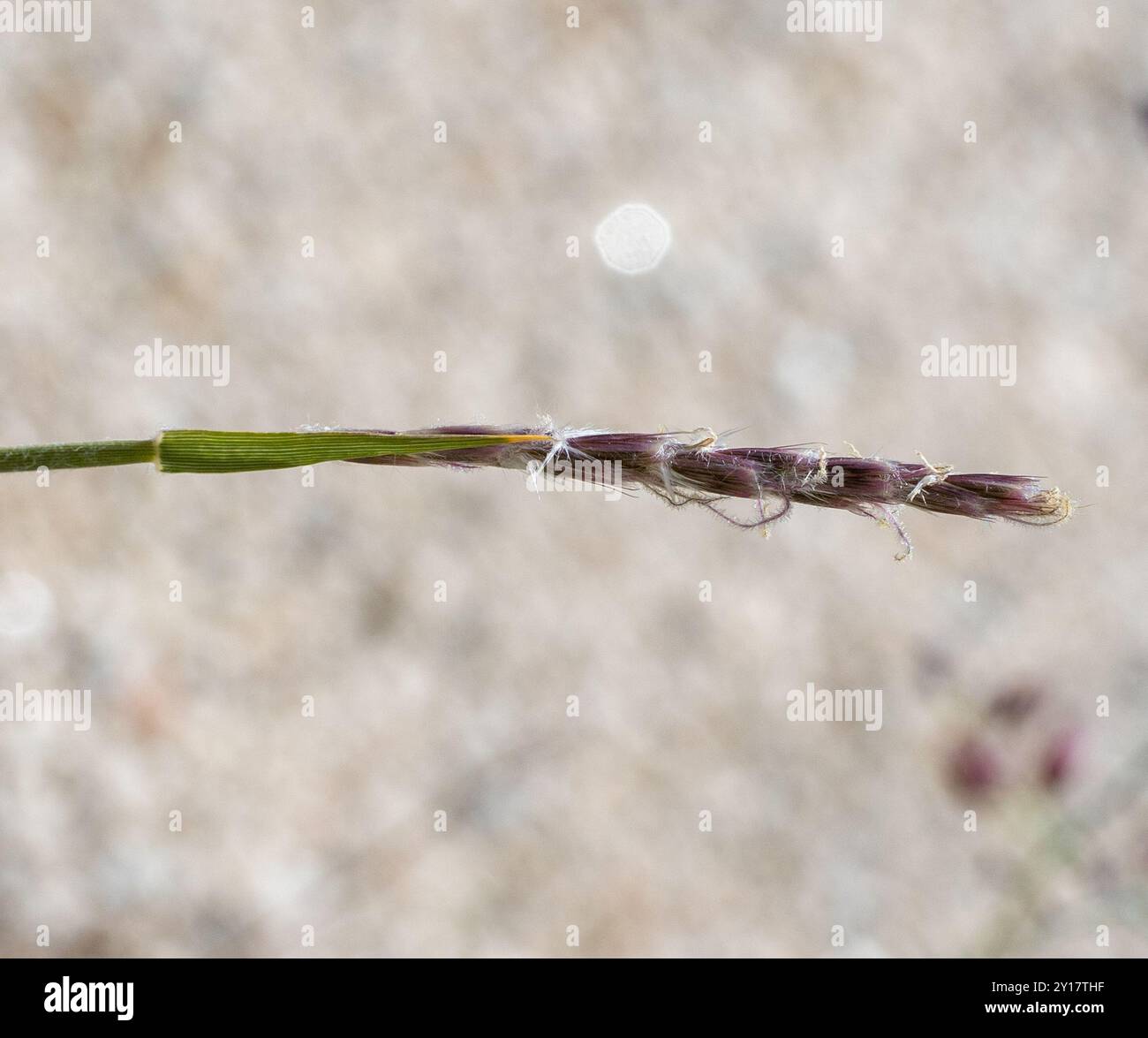 Big Galleta (Hilaria rigida) Plantae Stock Photo - Alamy