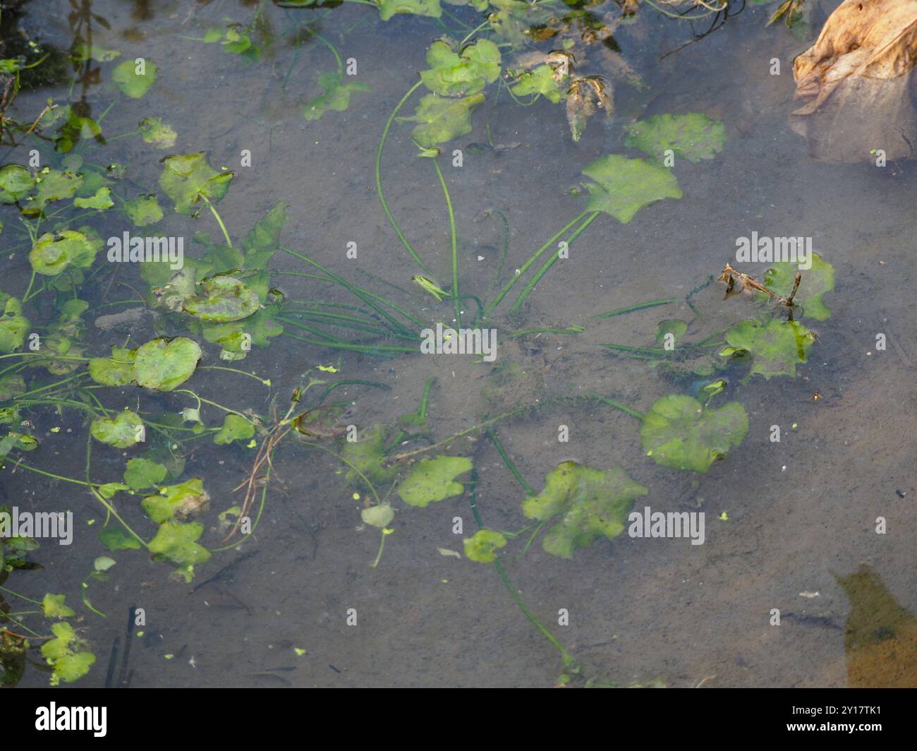 crested floating-heart (Nymphoides hydrophylla) Plantae Stock Photo - Alamy