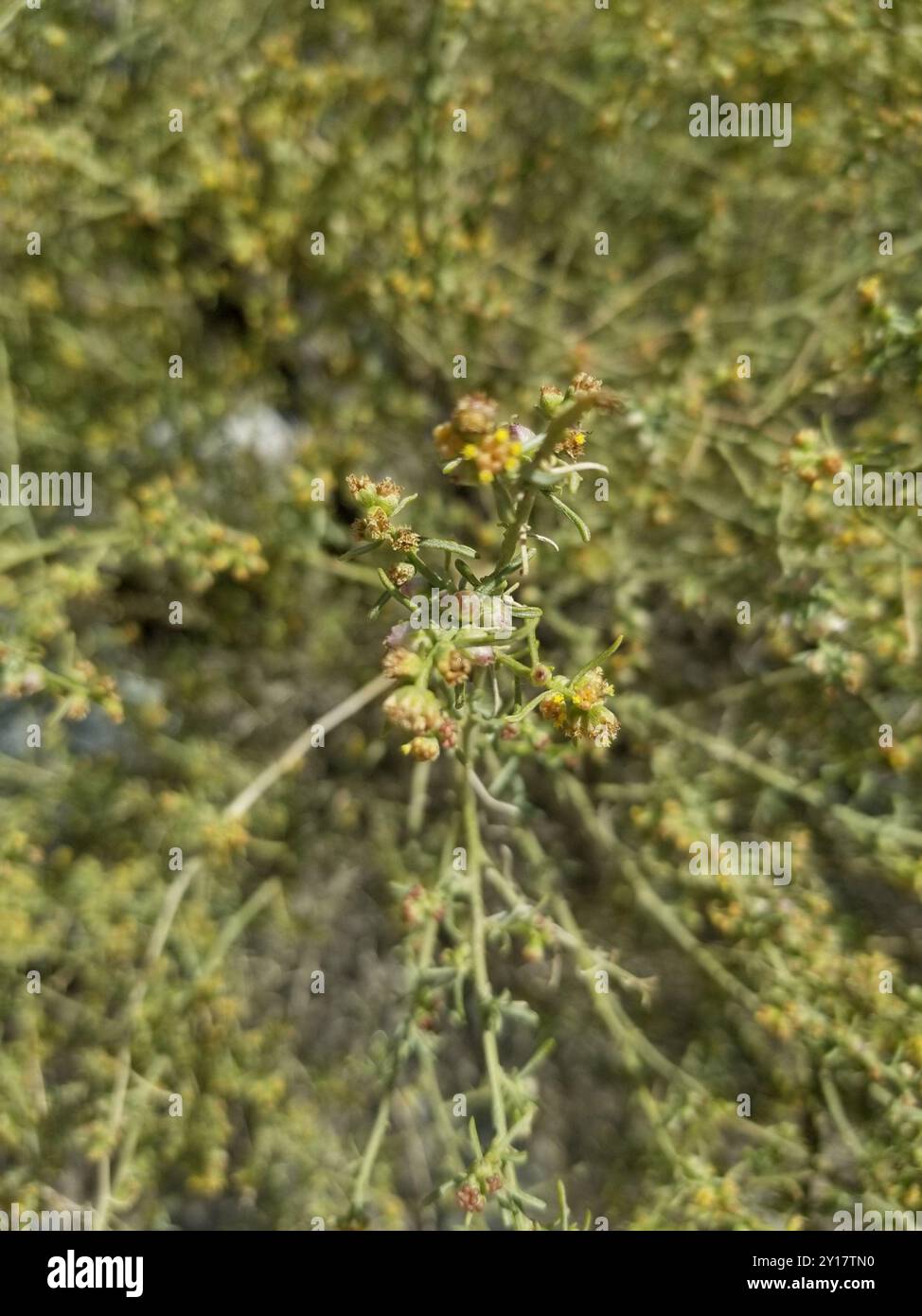 Cheesebush (Ambrosia salsola) Plantae Stock Photo - Alamy