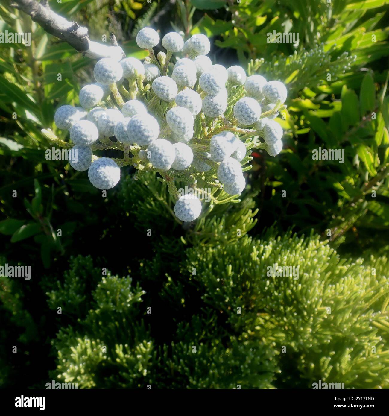 Cone Stompie (Brunia noduliflora) Plantae Stock Photo - Alamy