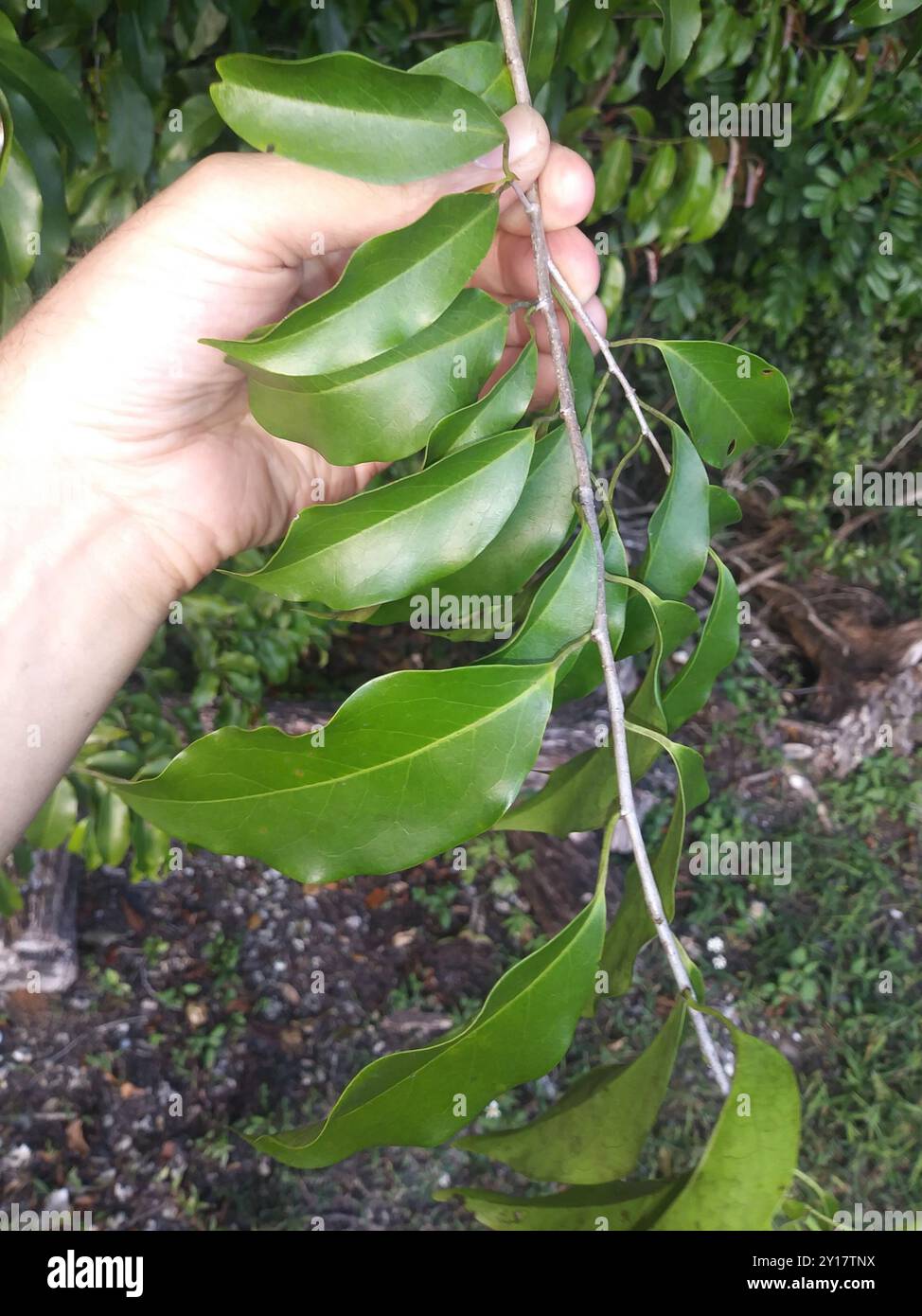 West Indian cherry (Prunus myrtifolia) Plantae Stock Photo - Alamy